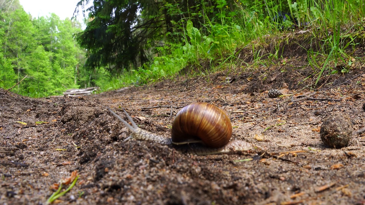 Snail, Nature, Animal. Free Stock Video - Pixabay