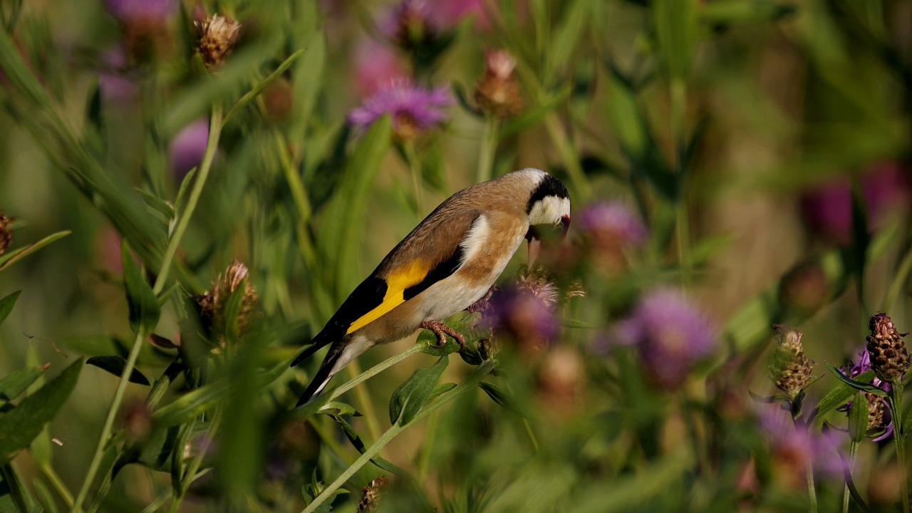Stieglitz, Goldfinch, Bird. Free Stock Video - Pixabay