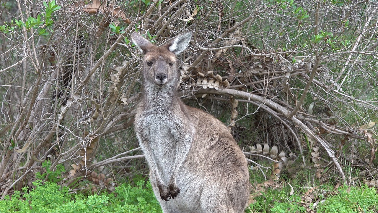 Kangaroo, Marsupial, Wildlife. Free Stock Video - Pixabay