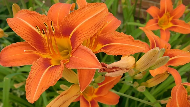 Tiger, Lilies, Nature. Free Stock Video - Pixabay