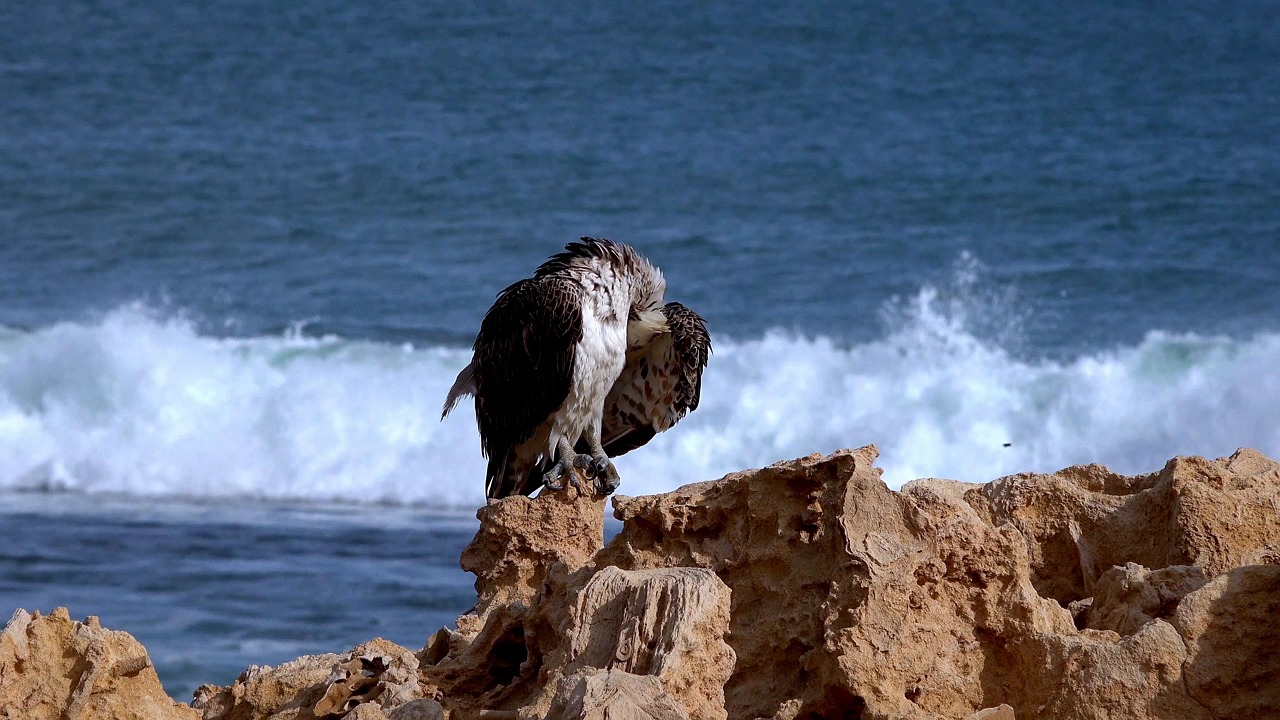 Sea Bass Bird Videos: Download 15,807+ Free 4K & HD Stock Footage Clips ...