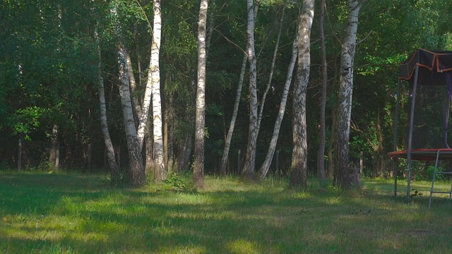 Trees Moving In The Wind, Wind Blowing Through Trees, Calming Nature ...