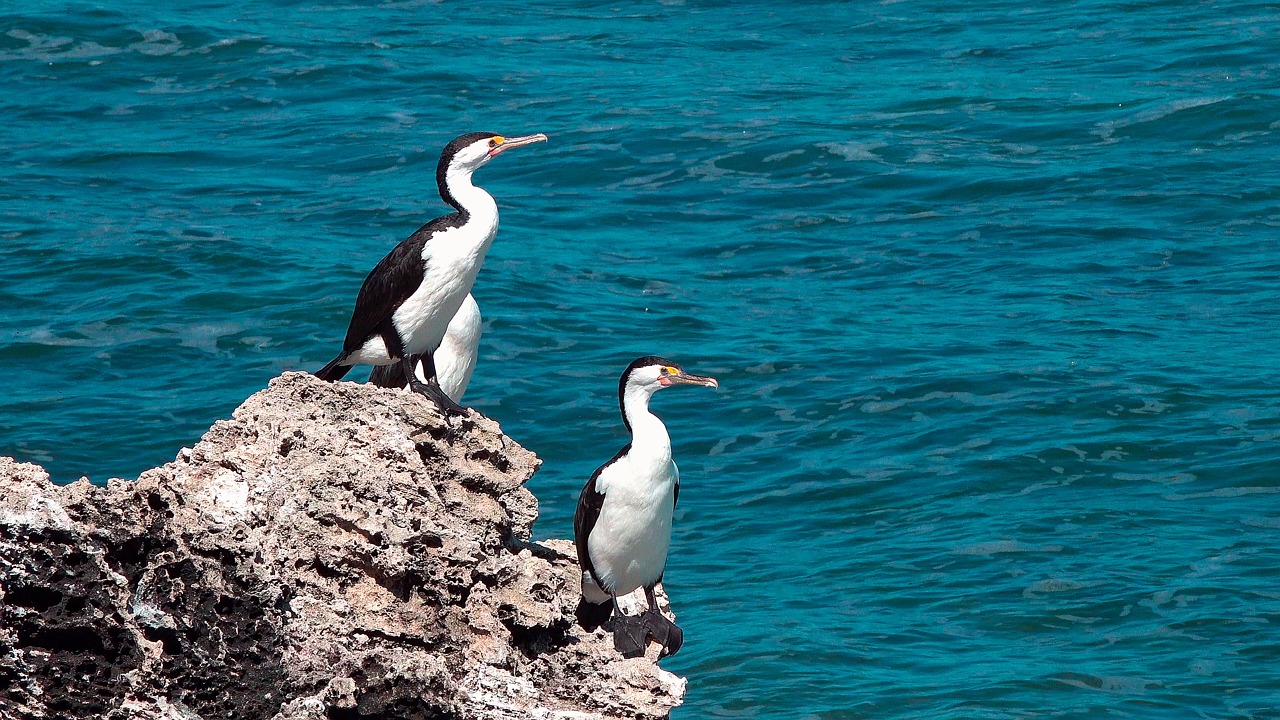 Cormorant, Animal, Nature. Free Stock Video - Pixabay