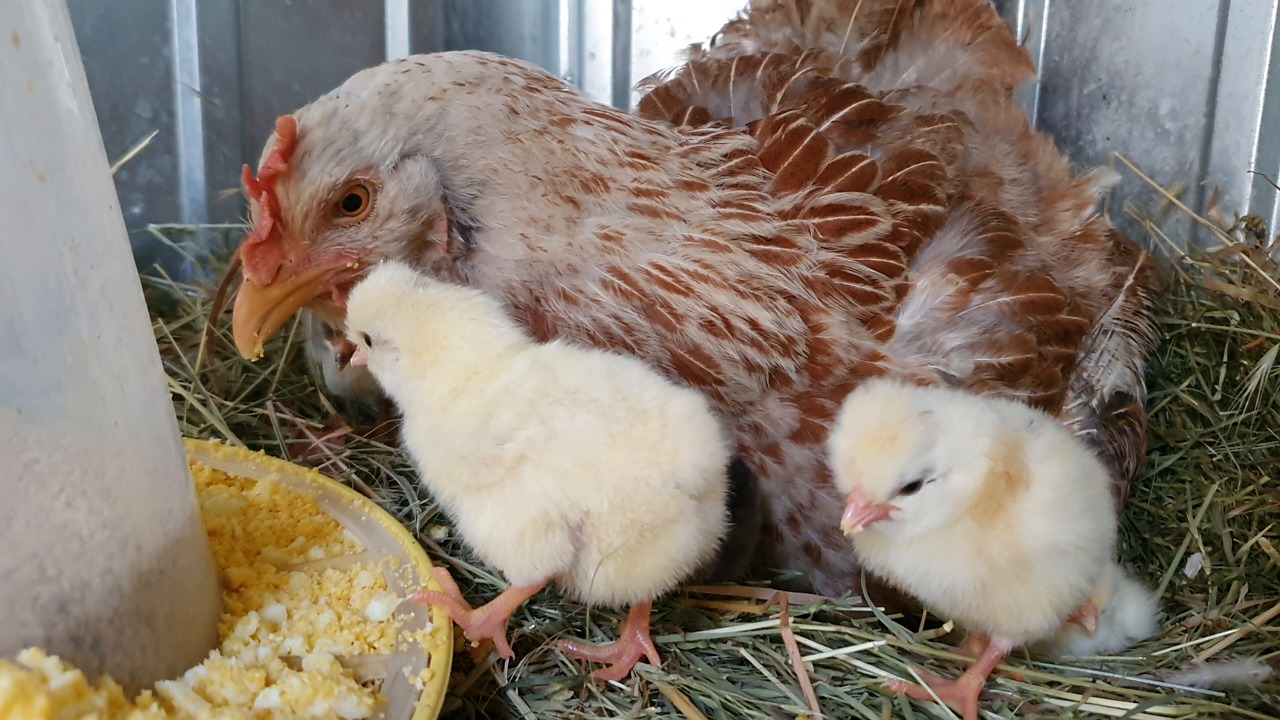 Chicken, Hen, Birds. Free Stock Video - Pixabay
