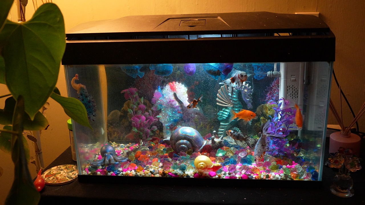 Fish Tank, Fish, Aquarium. Free Stock Video - Pixabay
