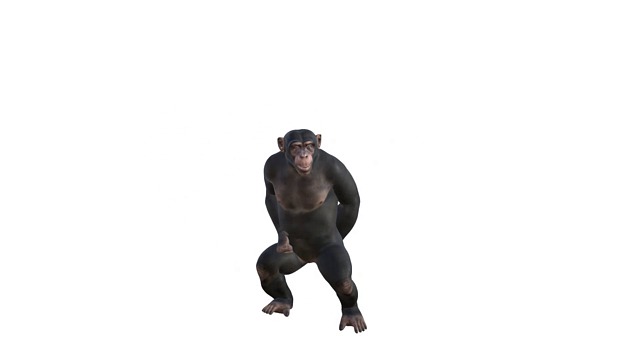 Chimpanzee, Chimp, Monkey. Free Stock Video - Pixabay