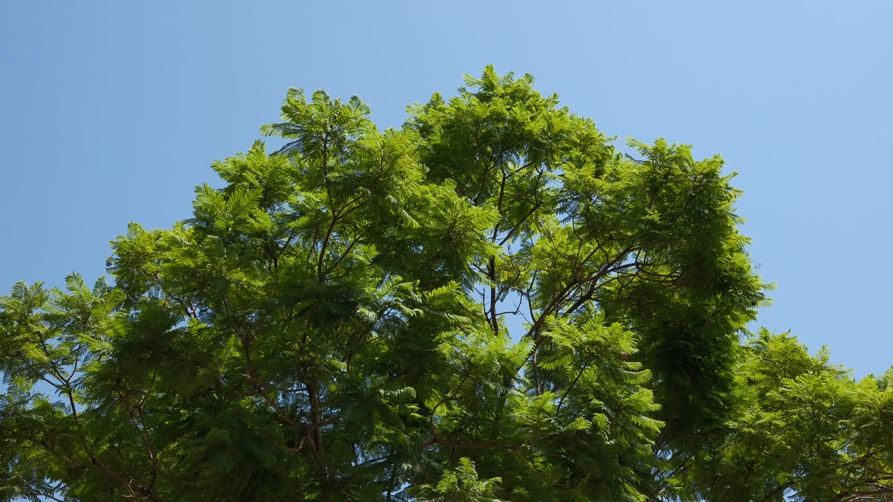 Tree, Sky, View. Free Stock Video - Pixabay