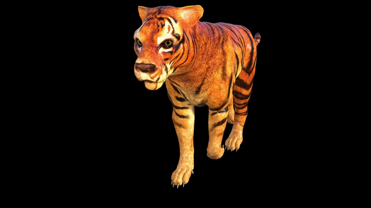 Tiger, Predator, Animal. Free Stock Video - Pixabay