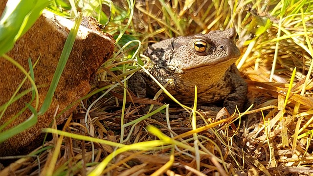 Toad, Frog, Nature. Free Stock Video - Pixabay