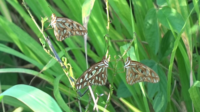 Butterfly, Passion Flower Butterfly, Butterfly Of Passion. Free Stock ...