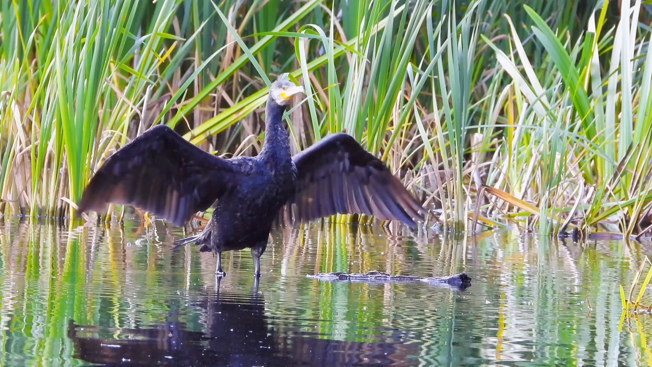 Cormorant, Animal, Nature. Free Stock Video - Pixabay