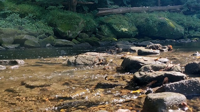 El Verano Río Arroyo - Free video on Pixabay
