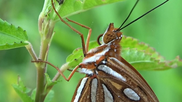Butterfly, Passion Flower Butterfly, Butterfly Of Passion. Free Stock ...