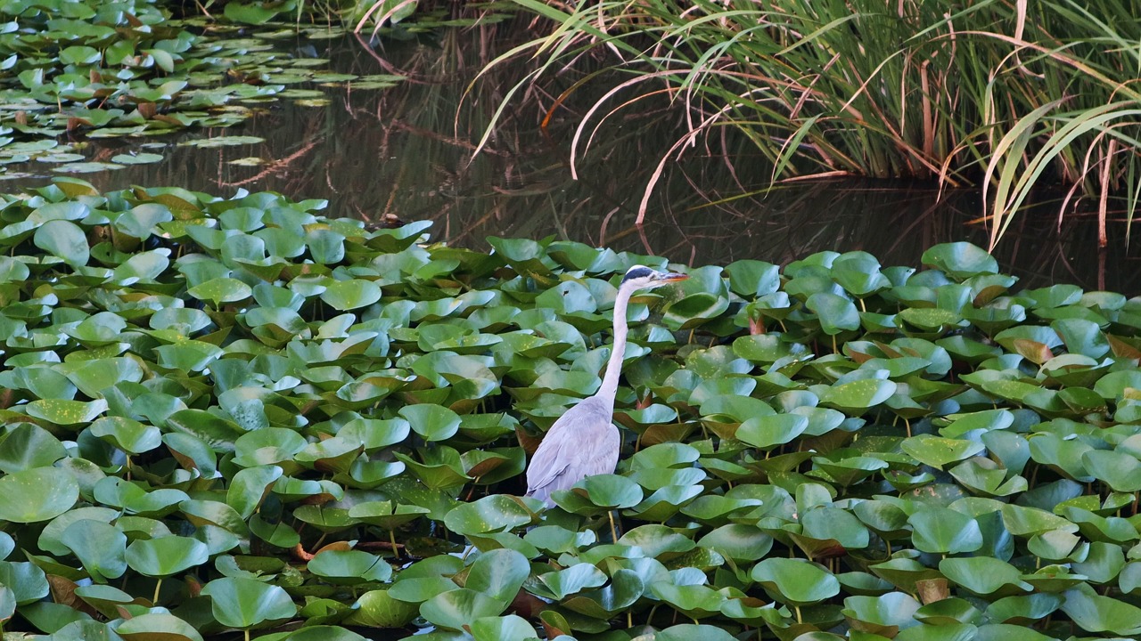 Plumas Alas Garza Blanca - Free video on Pixabay