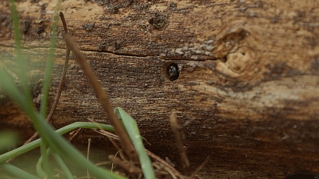 Ape Falegname Xilocopa - Free video on Pixabay
