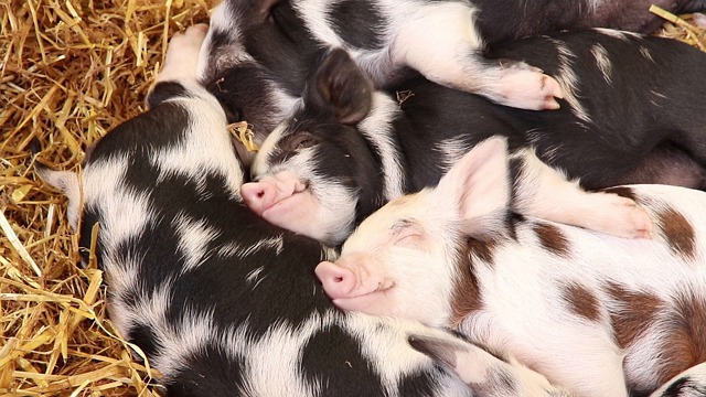 Pigs, Piglets, Piglet. Free Stock Video - Pixabay