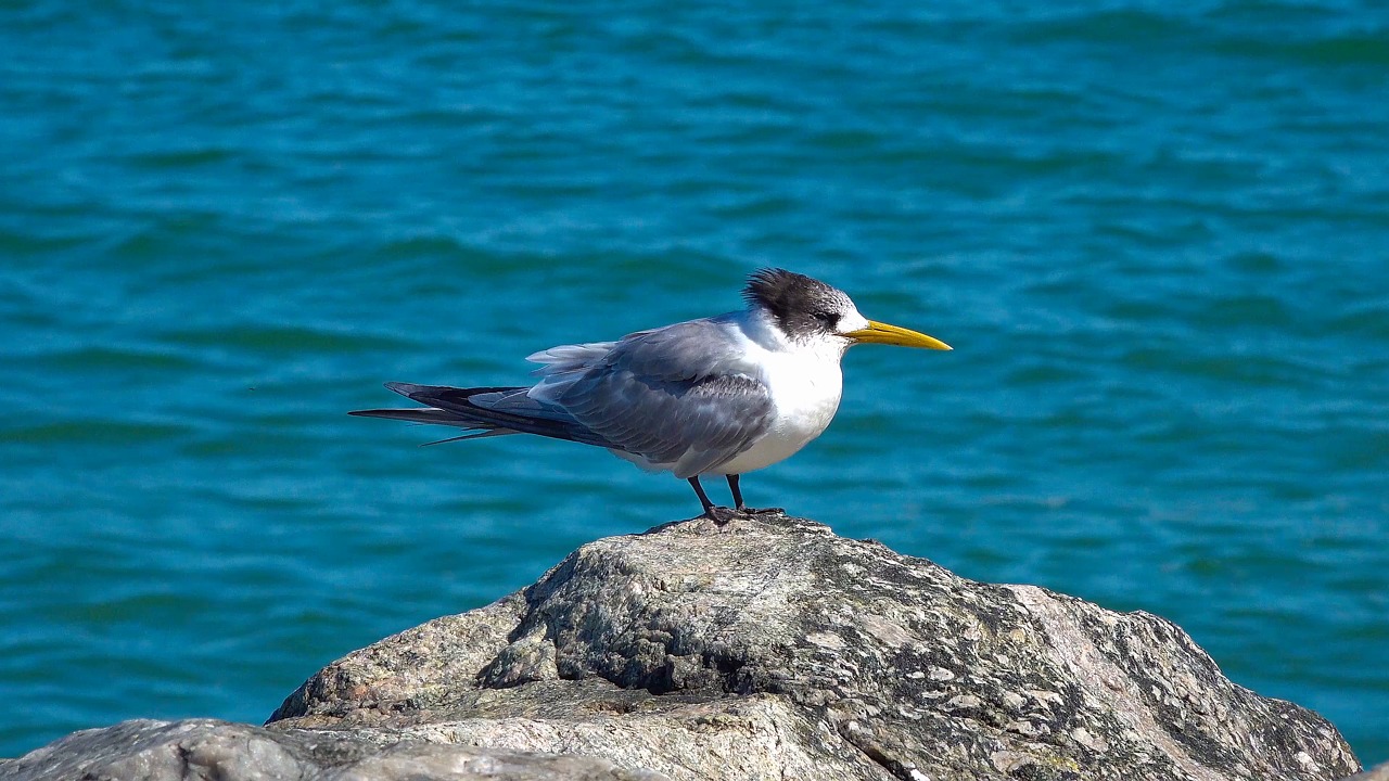 Crested Tern, Tern, Nature. Free Stock Video - Pixabay
