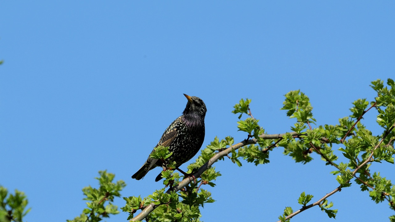 Star, Bird, Songbird. Free Stock Video - Pixabay