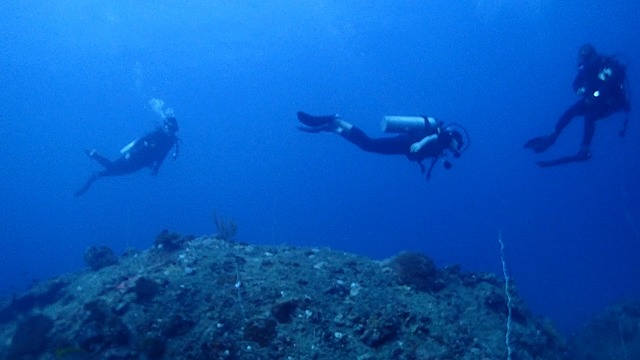 Diver, Underwater, Nature. Free Stock Video - Pixabay