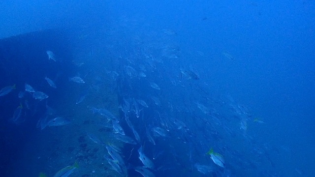 Underwater, Diver, Nature. Free Stock Video - Pixabay
