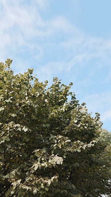Tree, Trees, Nature. Free Stock Video - Pixabay