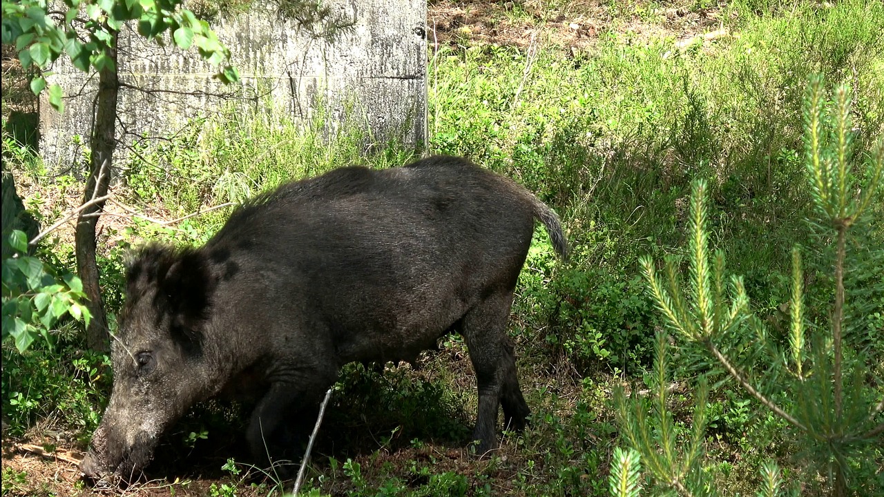 Boar, Animal, Mammal. Free Stock Video - Pixabay