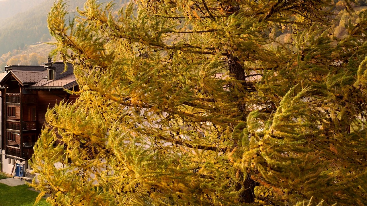 Viento Tormenta Alerce - Free video on Pixabay
