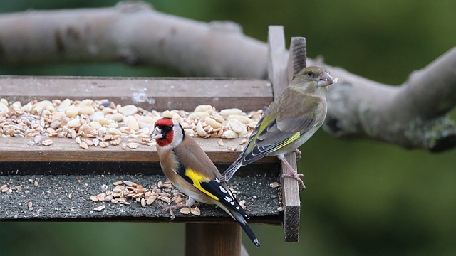 Stieglitz, Greenfinch, Bird. Free Stock Video - Pixabay