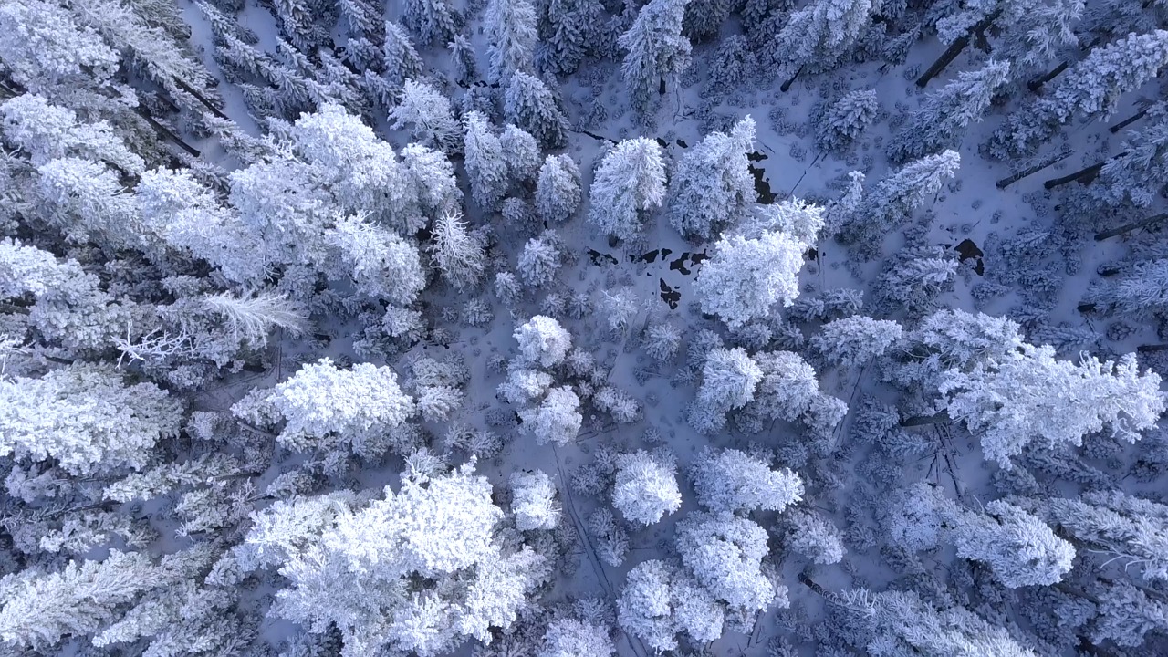 Schnee Winter Verschneiter Wald - Free video on Pixabay
