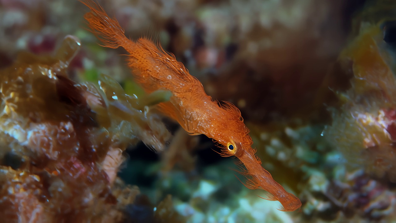 Ai Dihasilkan Ikan Pipa Alam - Free video on Pixabay