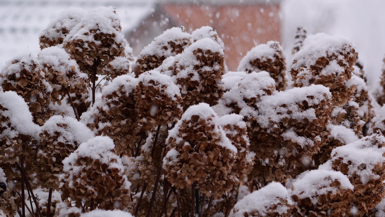Snow, Snowfall, Winter. Free Stock Video - Pixabay