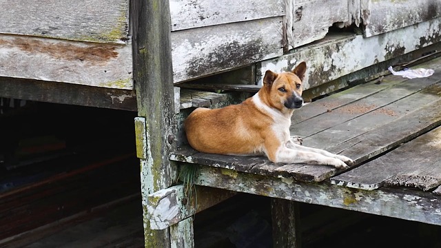 Perro Abandono - Free video on Pixabay