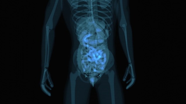 Body, Anatomy, Model. Free Stock Video - Pixabay