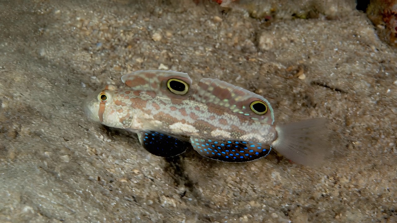 Ai Generated, Fish, Underwater. Free Stock Video - Pixabay