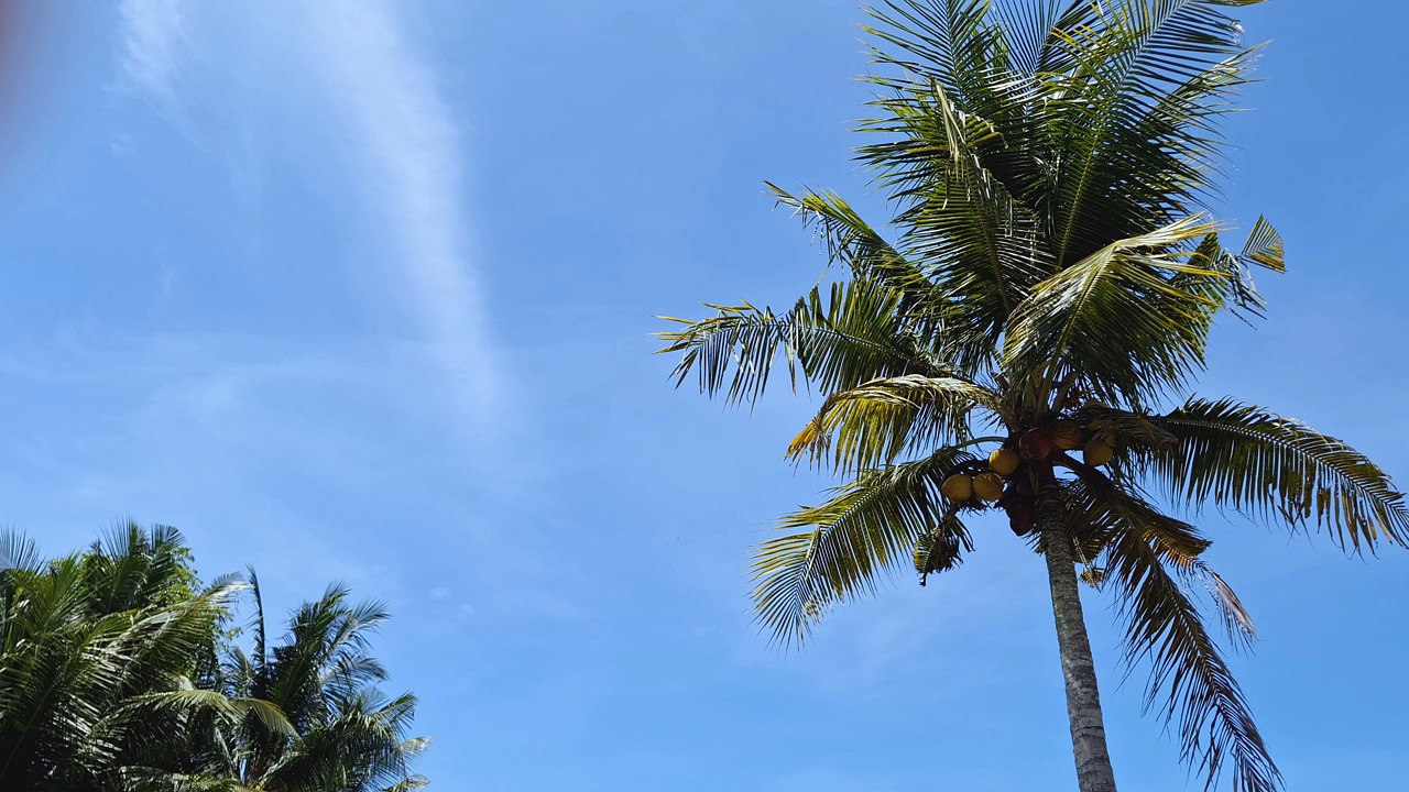 Coconut Tree, Tropical, Nature. Free Stock Video - Pixabay