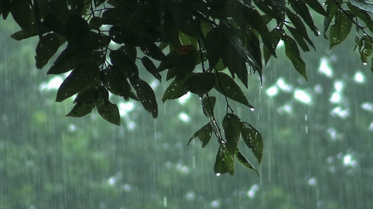 Rain Falling, Rainfall, Cinemagraph. Free Stock Video - Pixabay