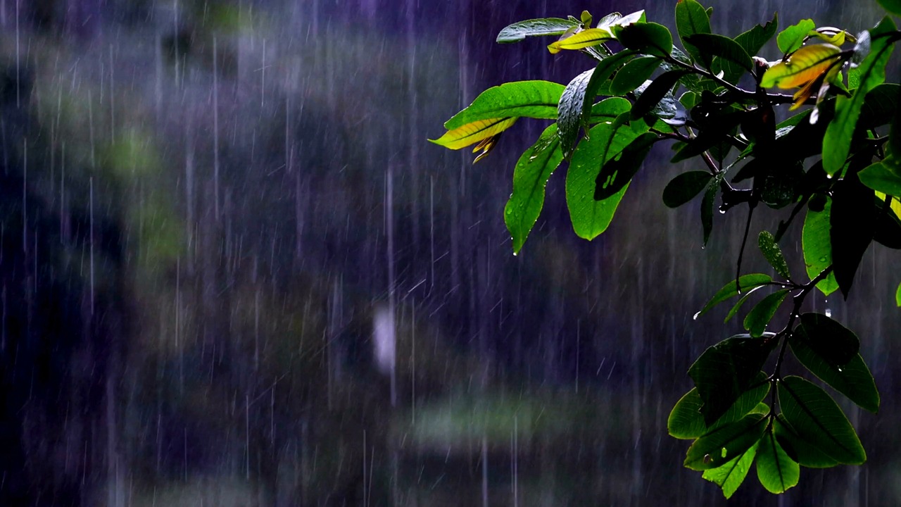 Rain Falling, Rainfall, Cinemagraph. Free Stock Video - Pixabay