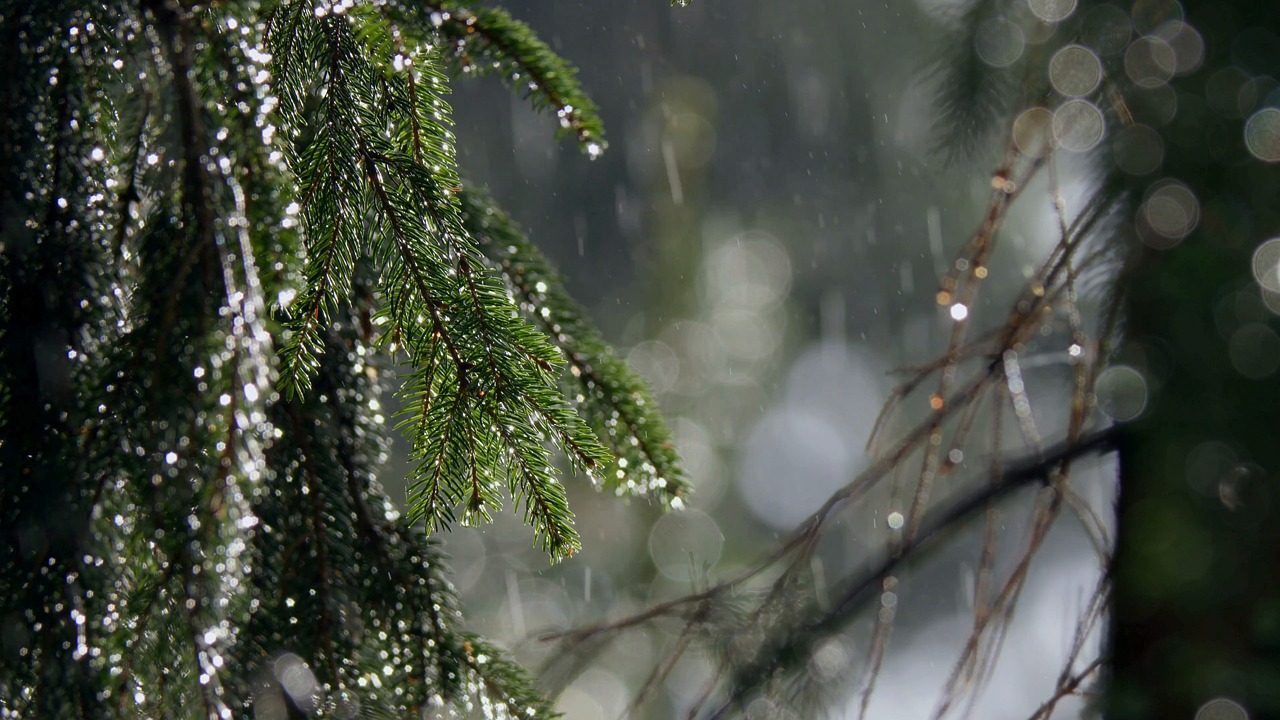 Rain Falling, Rainfall, Cinemagraph. Free Stock Video - Pixabay