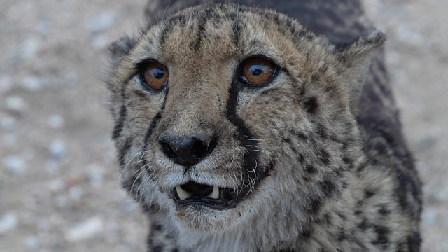 Cheetah, Head, Hunger. Free Stock Video - Pixabay