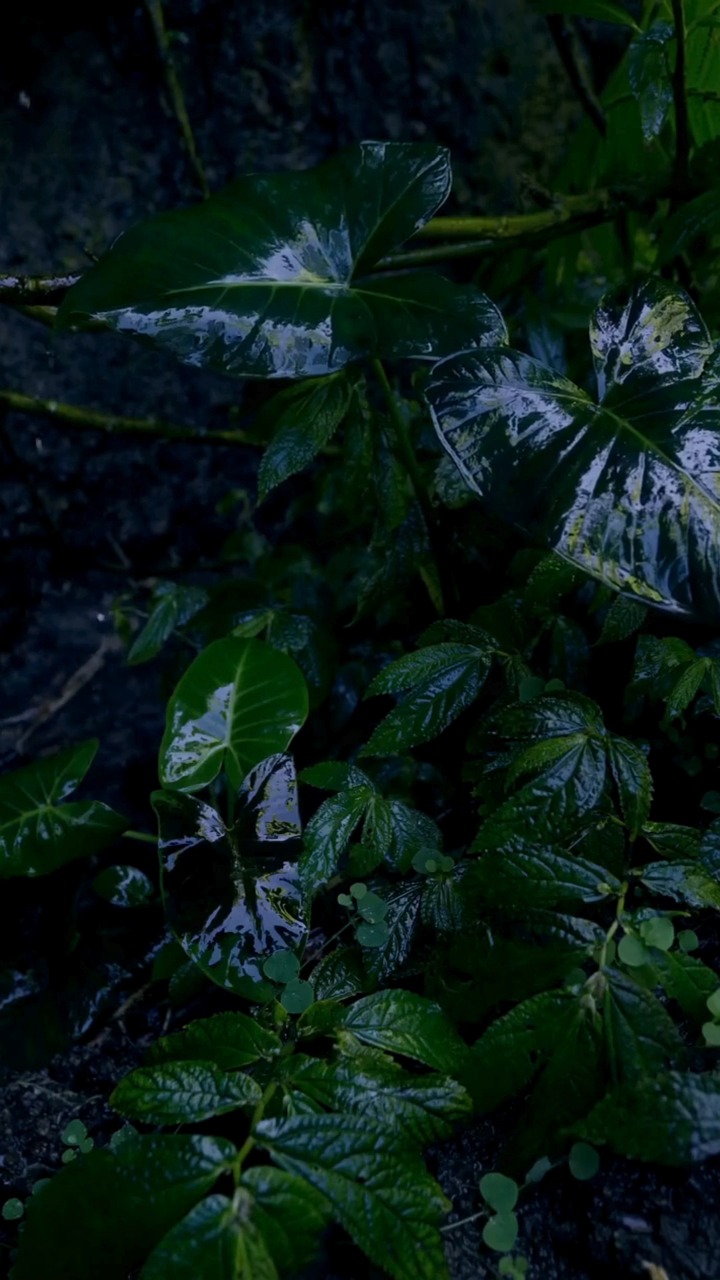 Rain On Leaves, Rain Falling, Cinemagraph. Free Stock Video - Pixabay