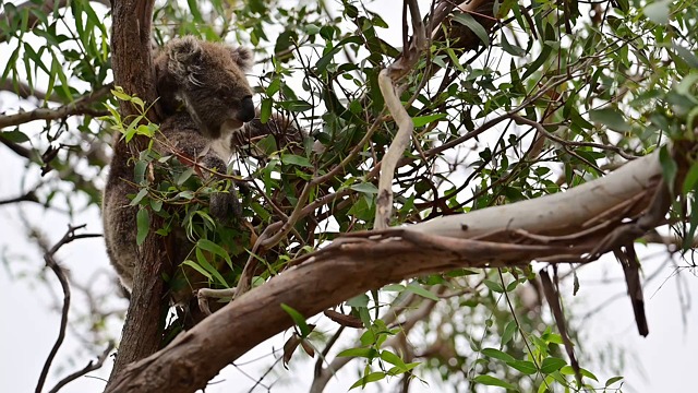 Koala, Marsupial, Phascolarctos Cinereus. Free Stock Video - Pixabay