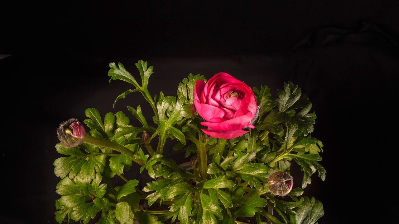 Ranunculus, Flower, Plant. Free Stock Video - Pixabay