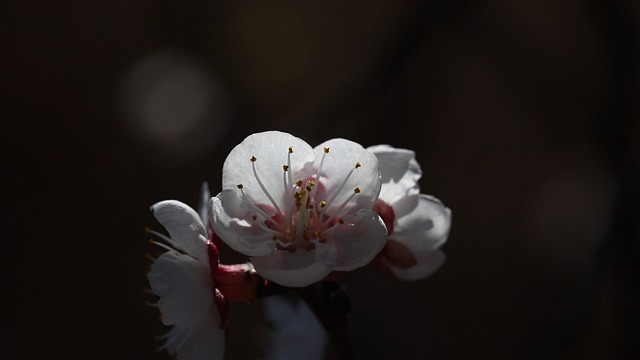 Pink Blossoms, Spring, Blooms. Free Stock Video - Pixabay