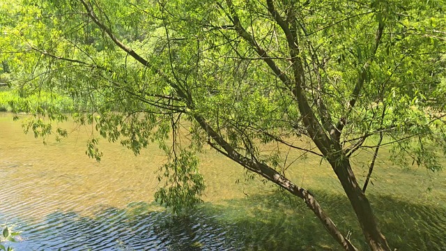 Luonto Tuuli Itkuraita - Free video on Pixabay
