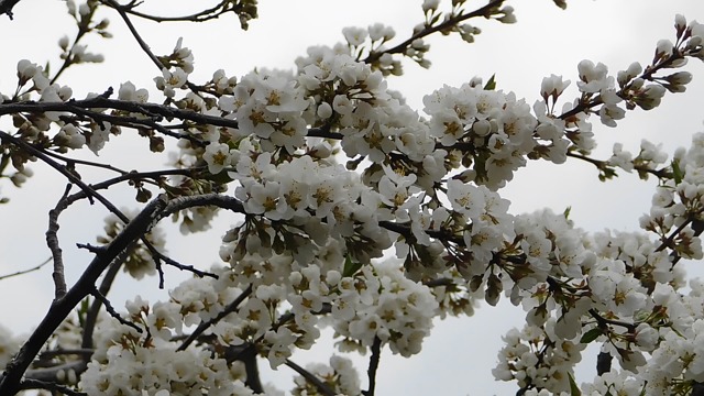 Spring, Blossom, Nature. Free Stock Video - Pixabay