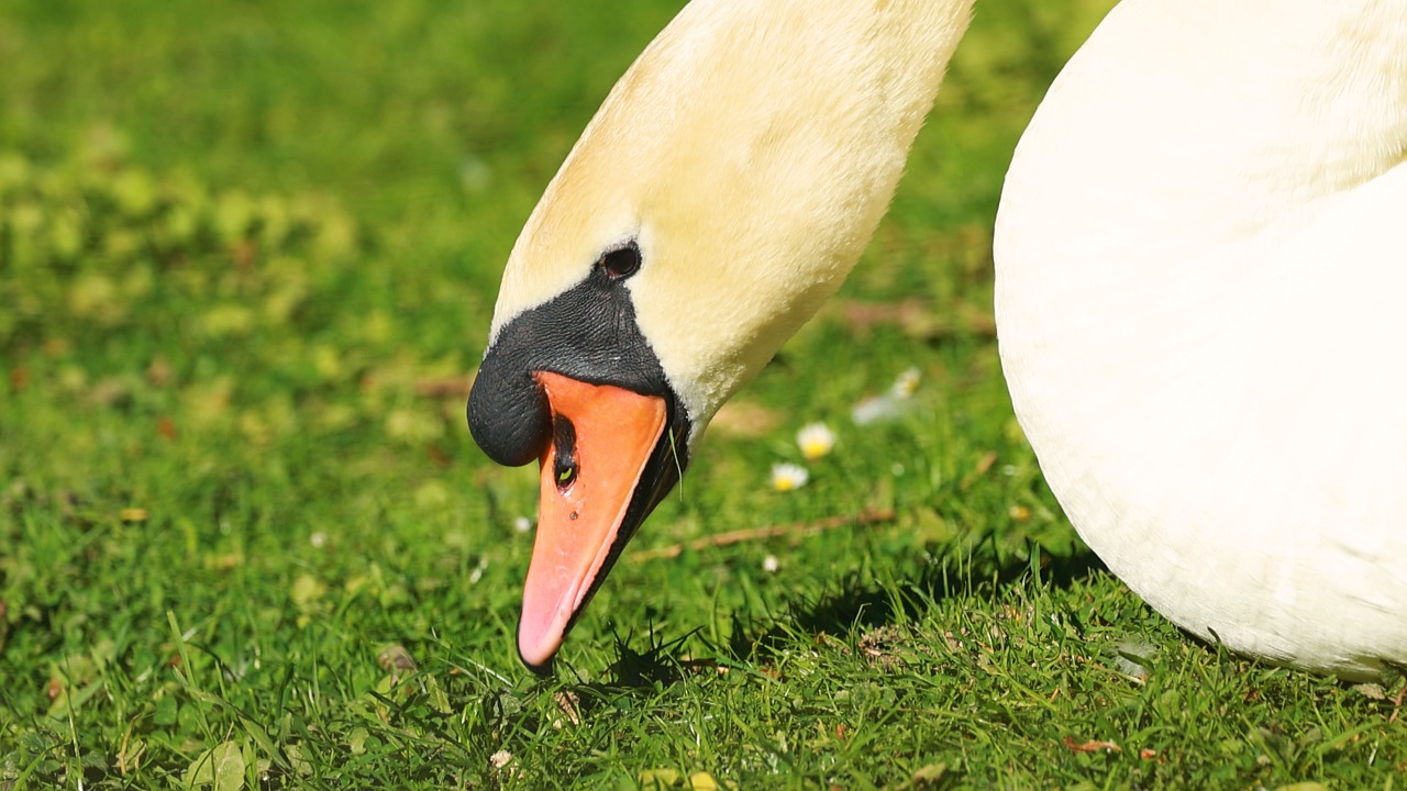 Cisne Pájaro Plumas - Free video on Pixabay