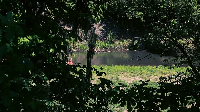 Natureza Floresta Stream - Free video on Pixabay