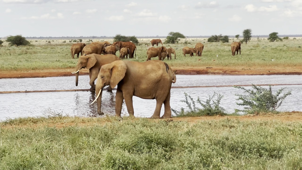 Safari, Elephant, Nature. Free Stock Video - Pixabay