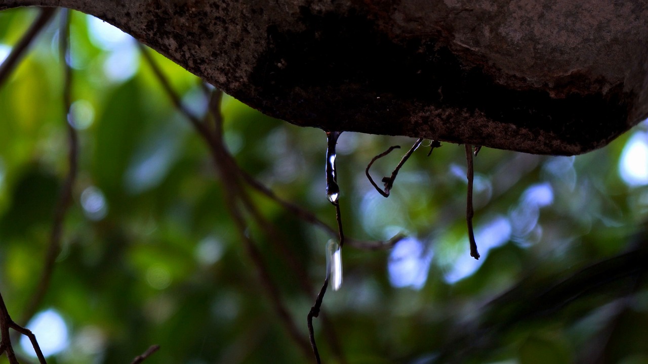 Rain, Nature, Water. Free Stock Video - Pixabay