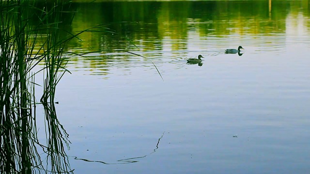 Nature Gress Vann - Free video on Pixabay